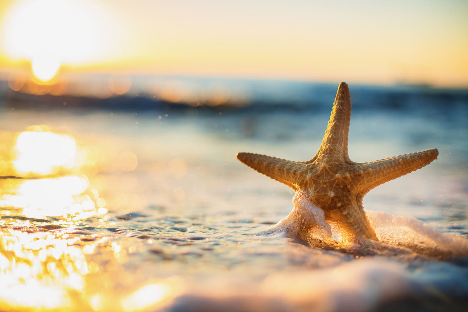 Delaware Seashore State Park & Indian River Inlet | Delaware Beaches ...